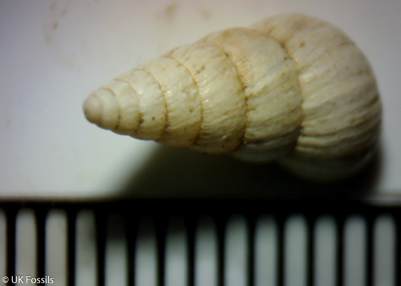 UK Fossil Collecting