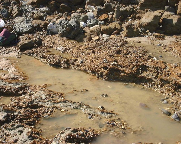 Pakefield – UK Fossil Collecting