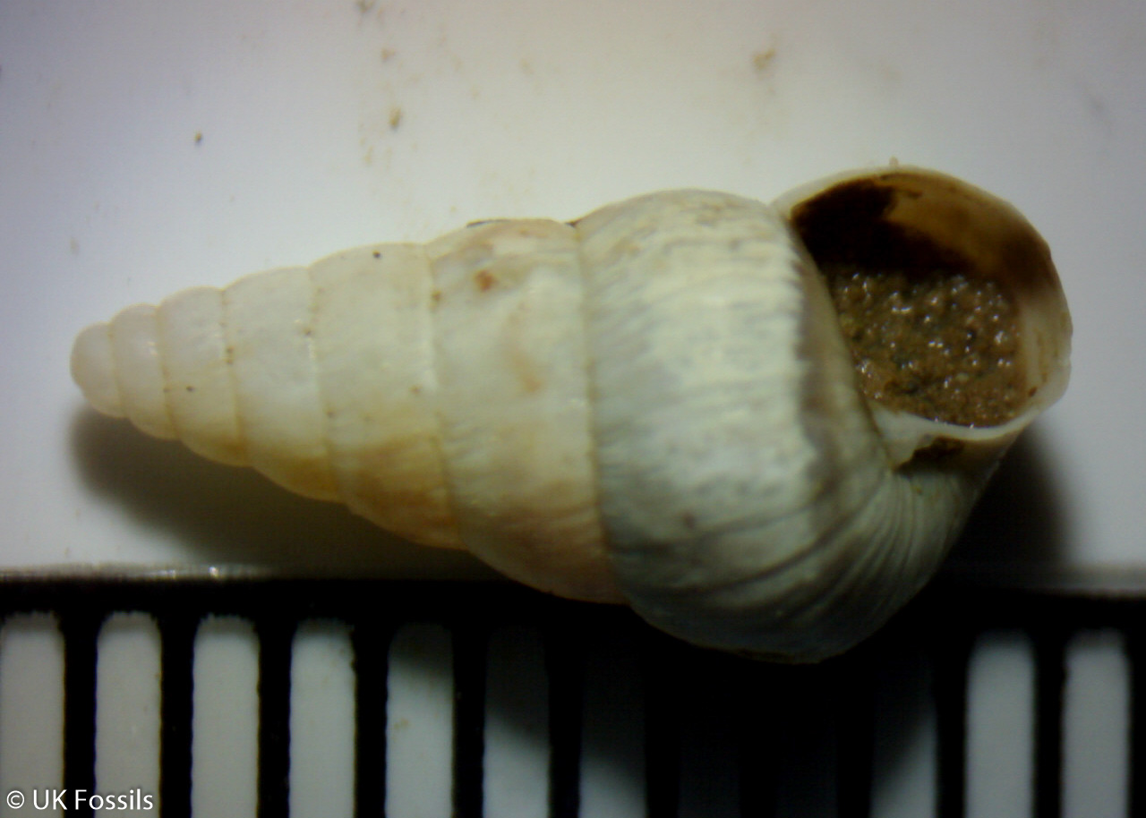 UK Fossil Collecting