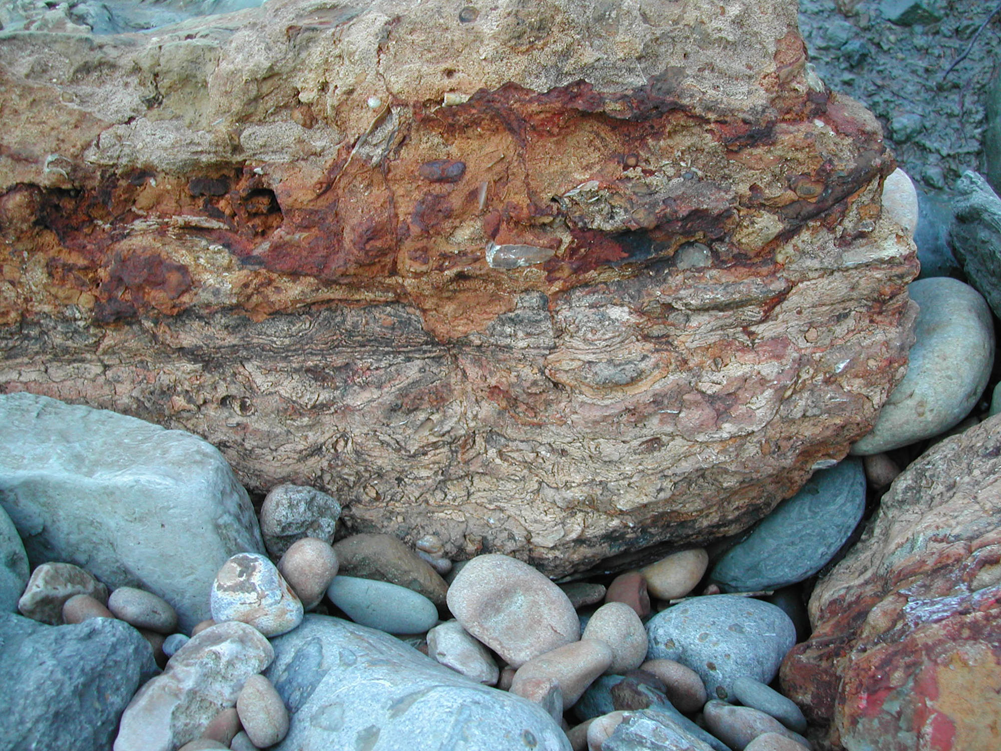 Eype – UK Fossil Collecting