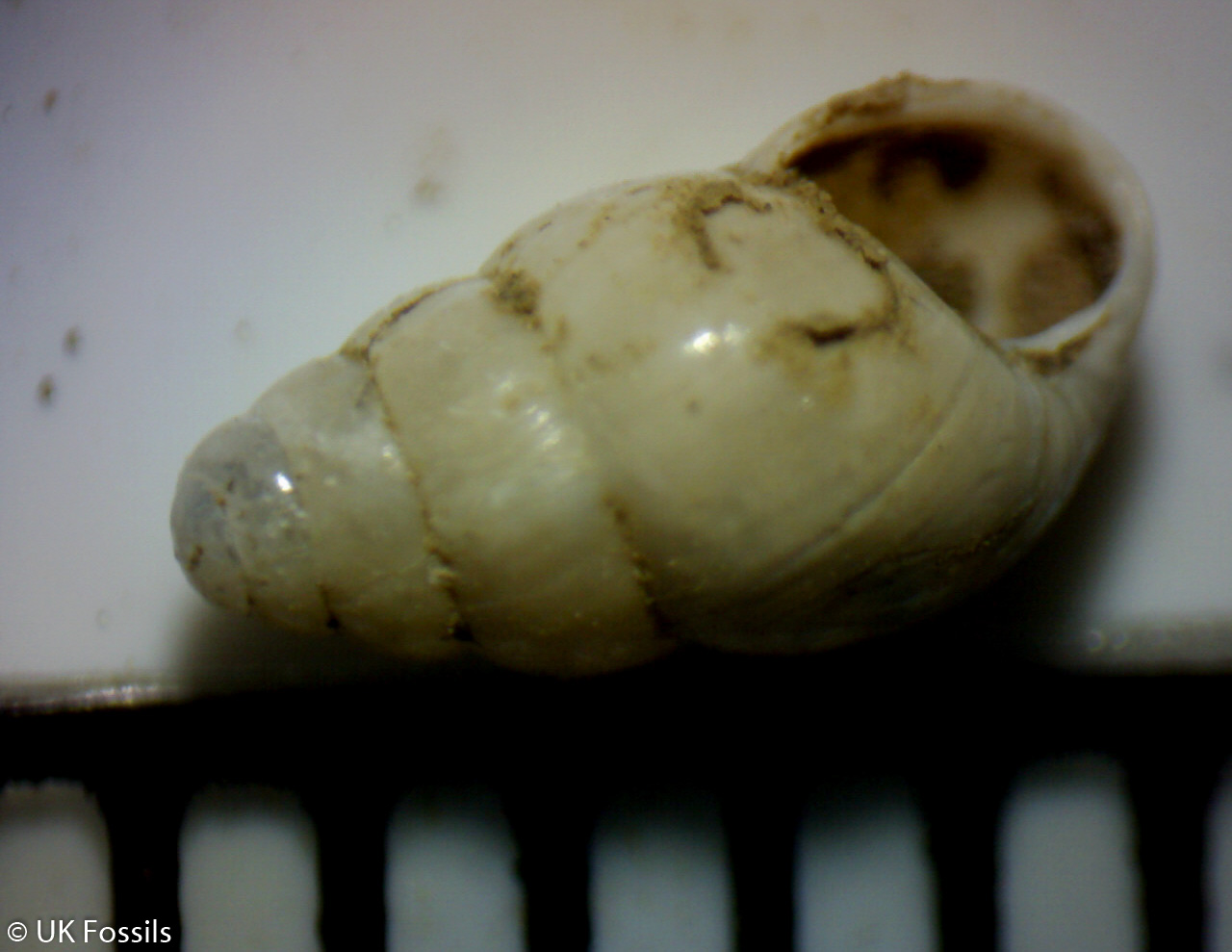 UK Fossil Collecting