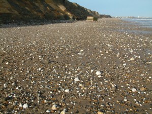 Pakefield – UK Fossil Collecting