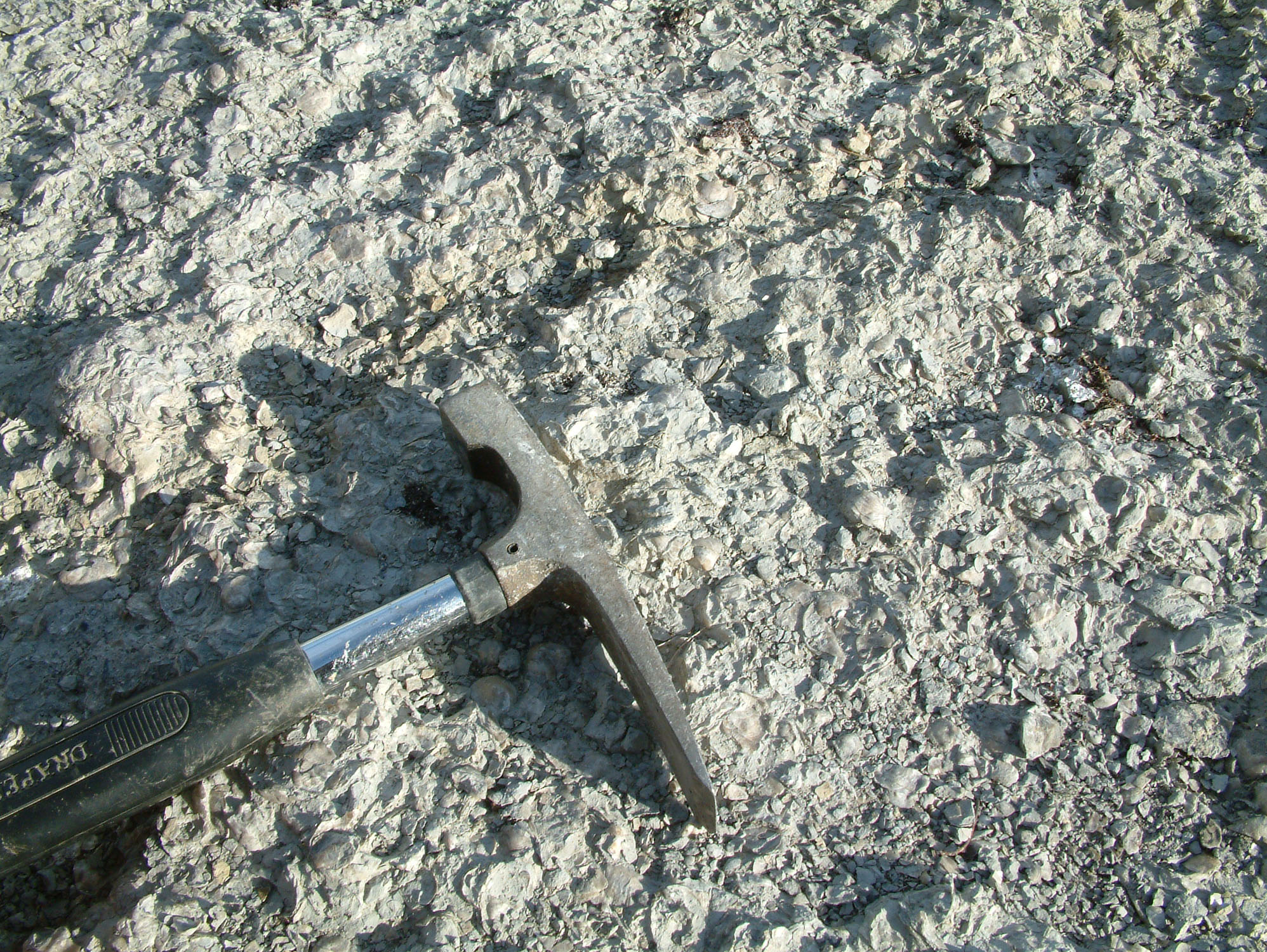 UK Fossil Collecting