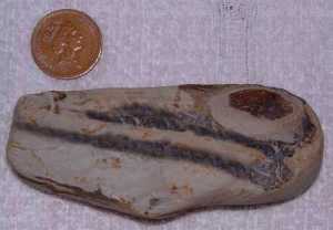 Pakefield – UK Fossil Collecting