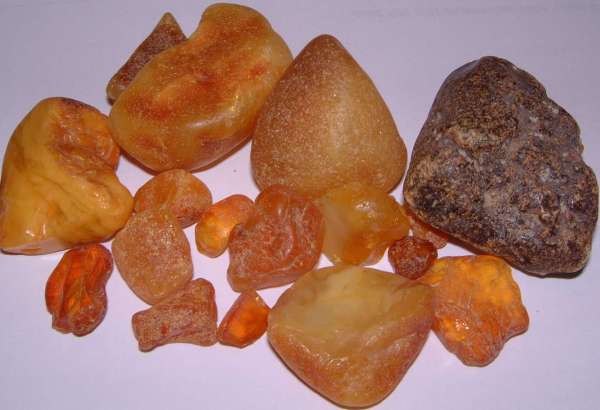 How Fossils Formed (TAPHONOMY) – UK Fossil Collecting