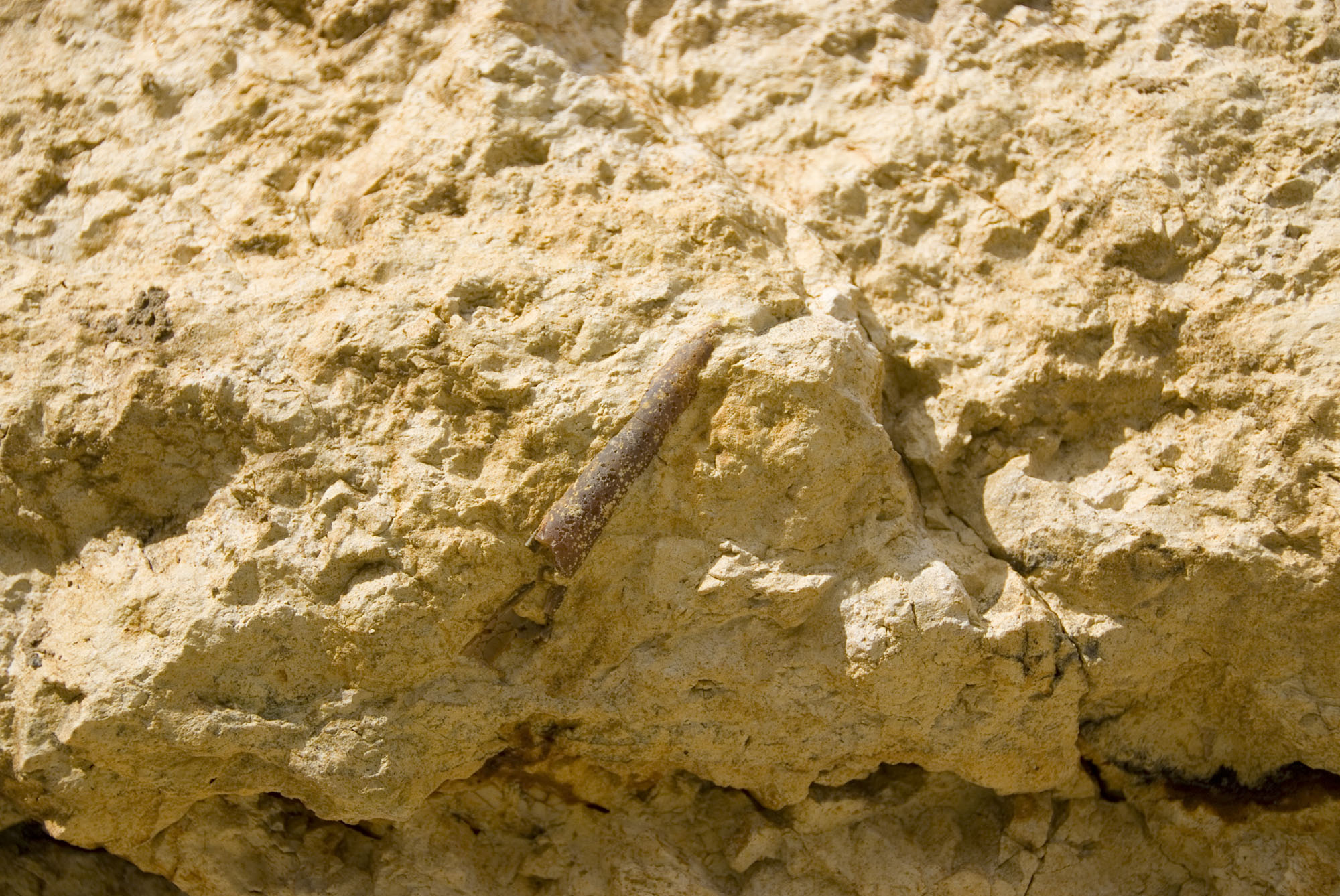 UK Fossil Collecting