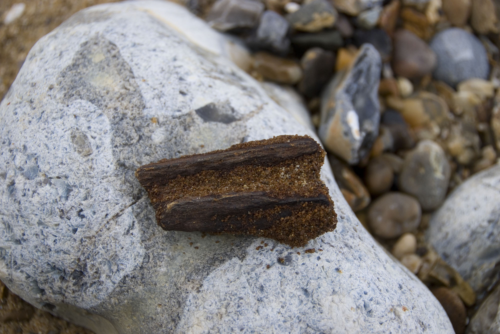 UK Fossil Collecting