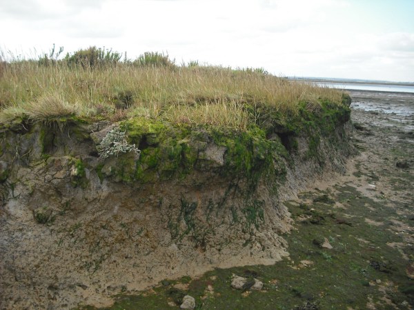 Essex – UK Fossil Collecting