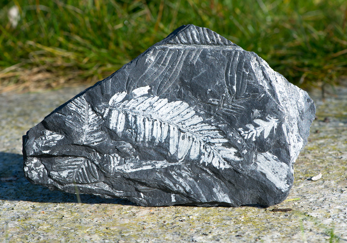What is a fossil? – UK Fossil Collecting