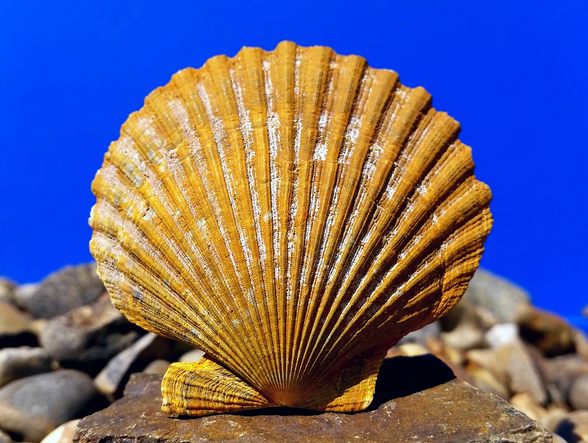 What is a fossil? – UK Fossil Collecting