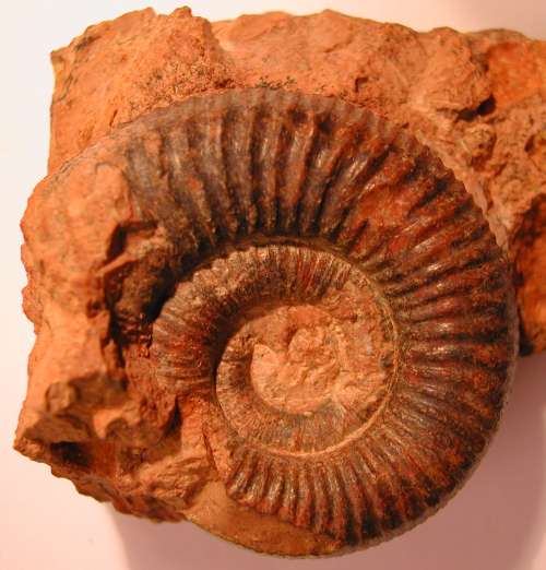 UK Fossil Collecting