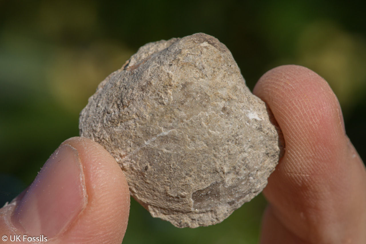 UK Fossil Collecting