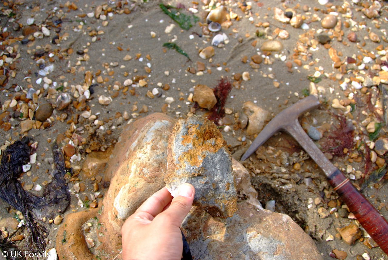 UK Fossil Collecting