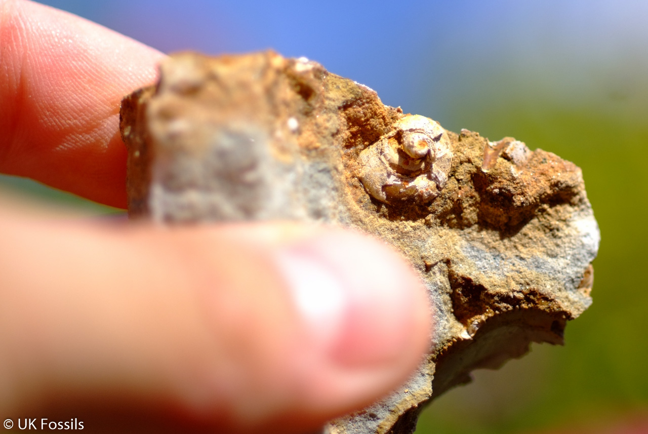 - Fossil Collecting Guide (UK Fossils)