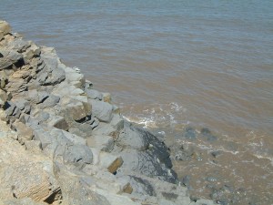 Kilve – UK Fossil Collecting