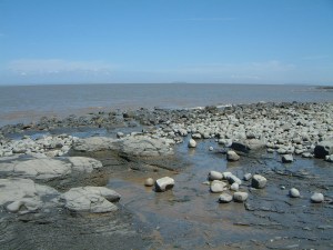 Kilve – UK Fossil Collecting