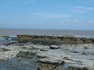 Kilve – UK Fossil Collecting