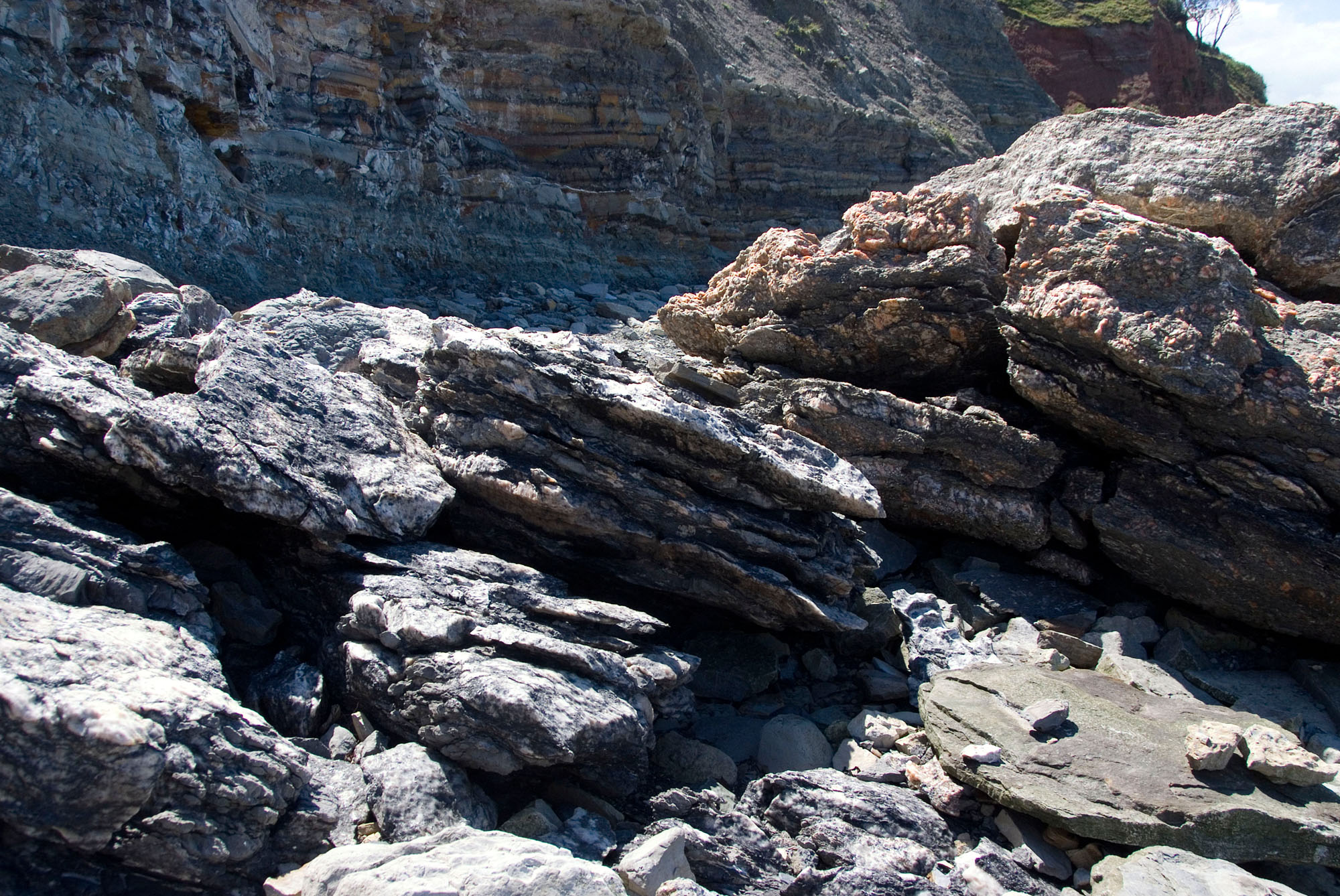 Blue Anchor - Fossil Collecting Guide (UK Fossils)
