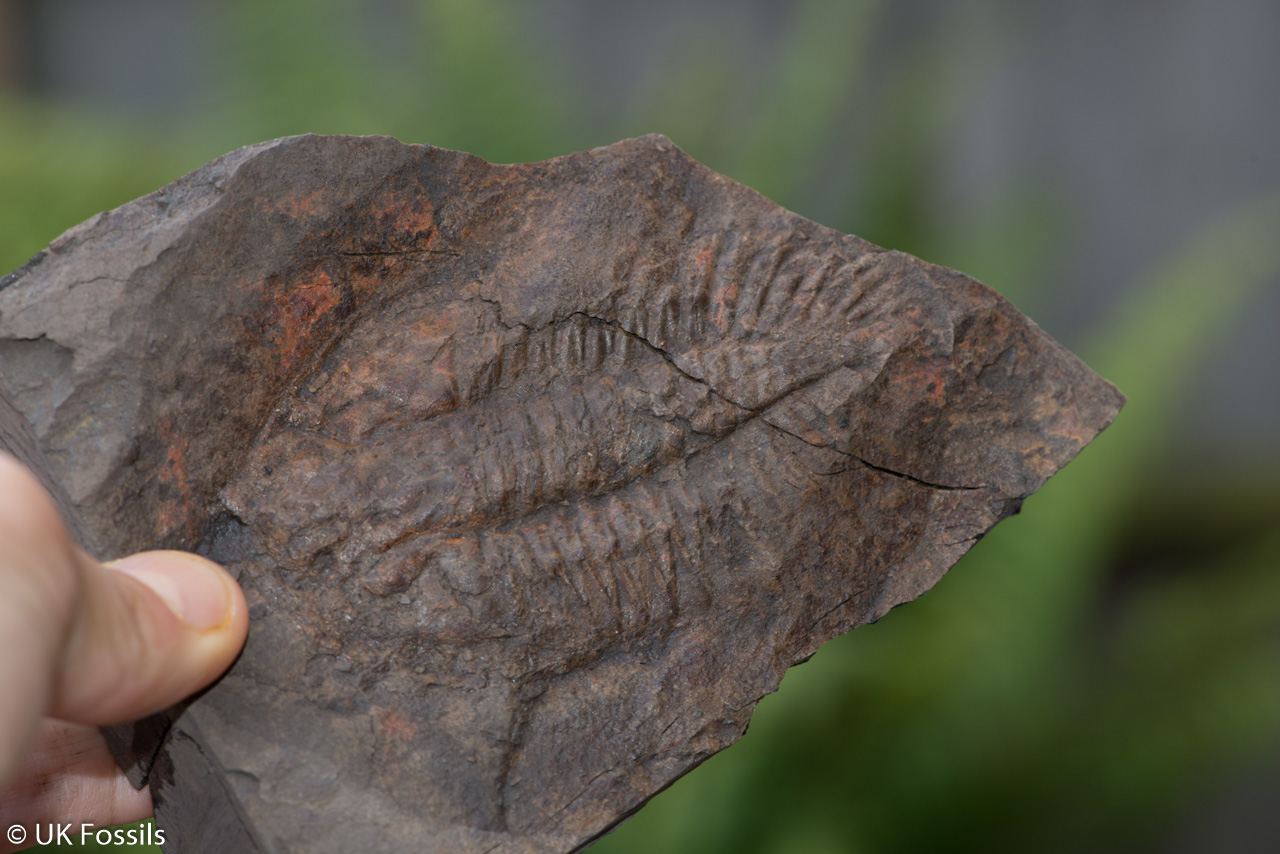 UK Fossil Collecting