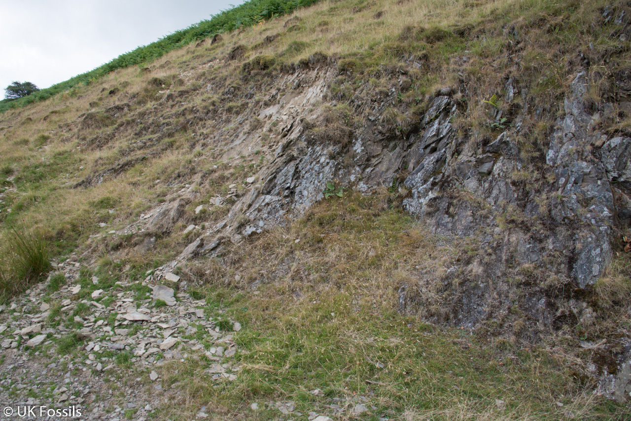 UK Fossil Collecting