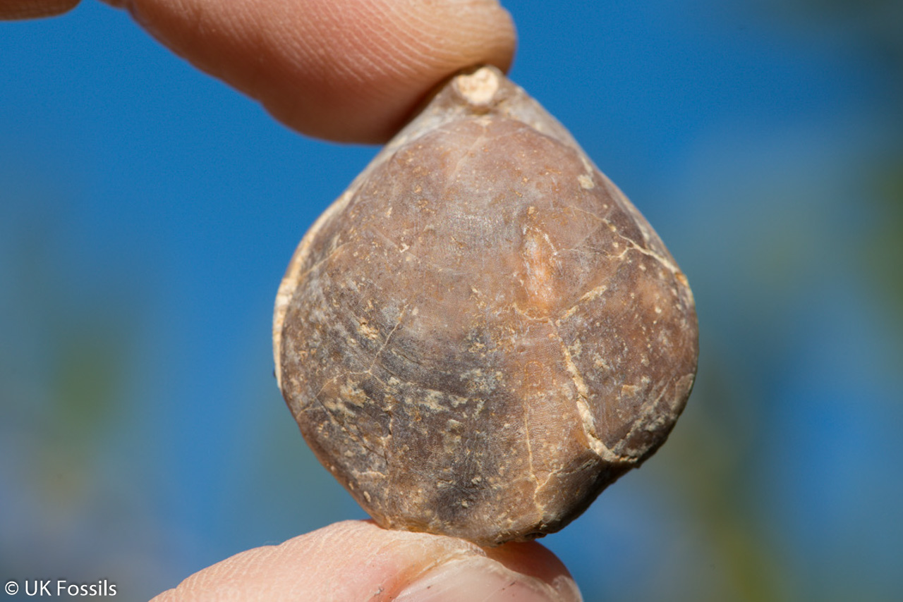 UK Fossil Collecting