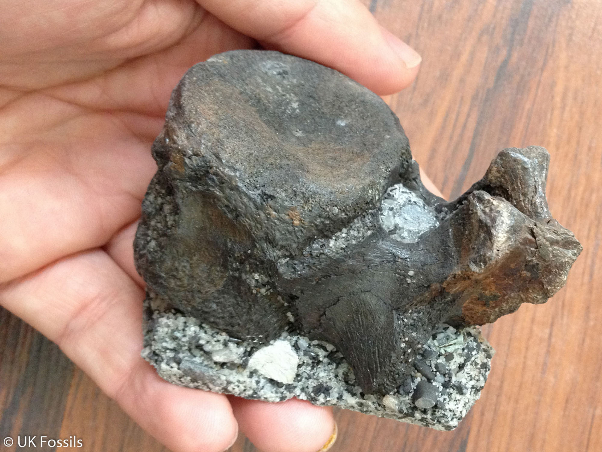 UK Fossil Collecting