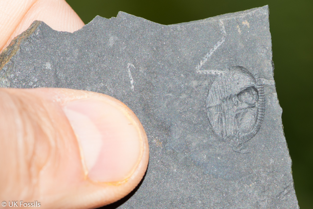 UK Fossil Collecting