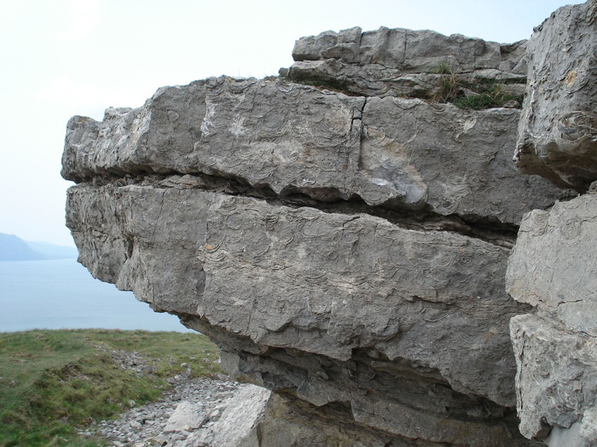 - Fossil Collecting Guide (UK Fossils)