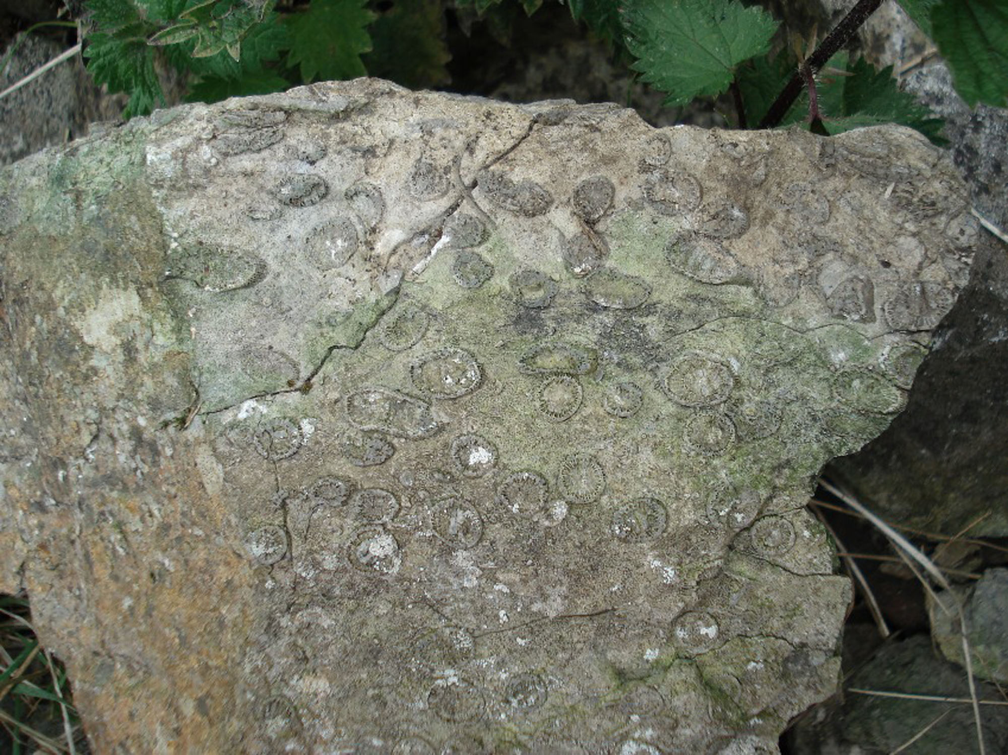 Brachiopod sections – UK Fossil Collecting