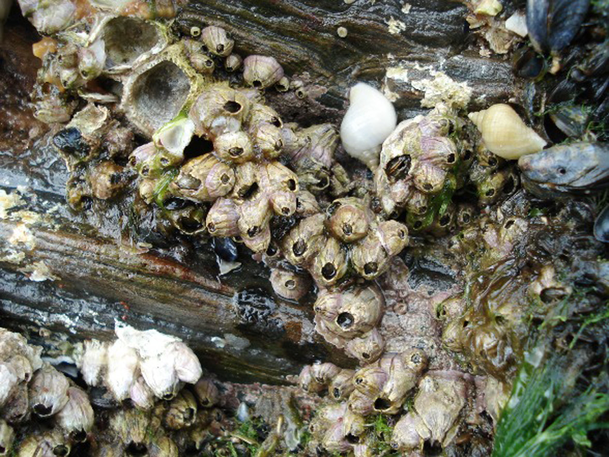 Barnacles – UK Fossil Collecting