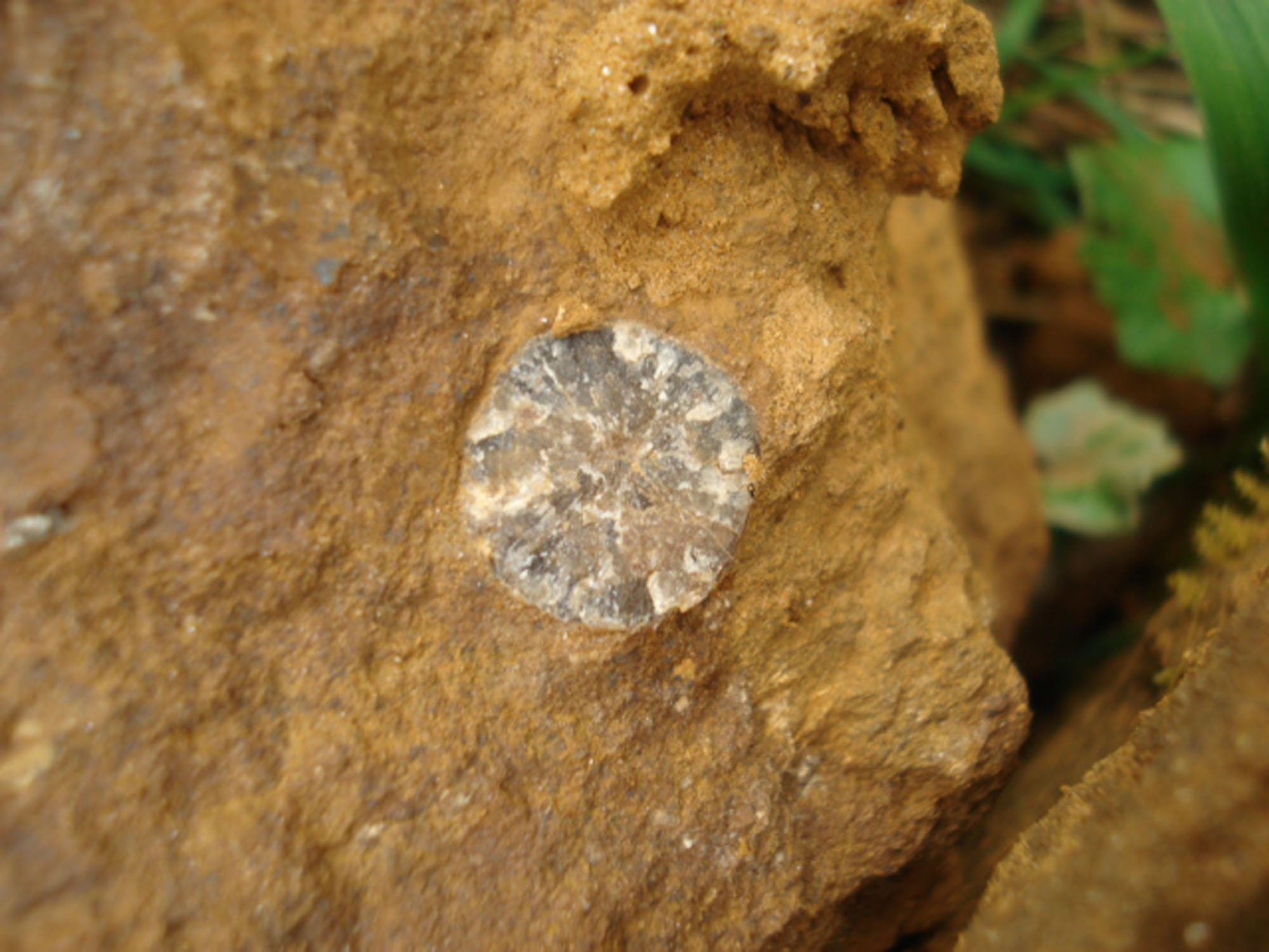 Complete belemnite – UK Fossil Collecting