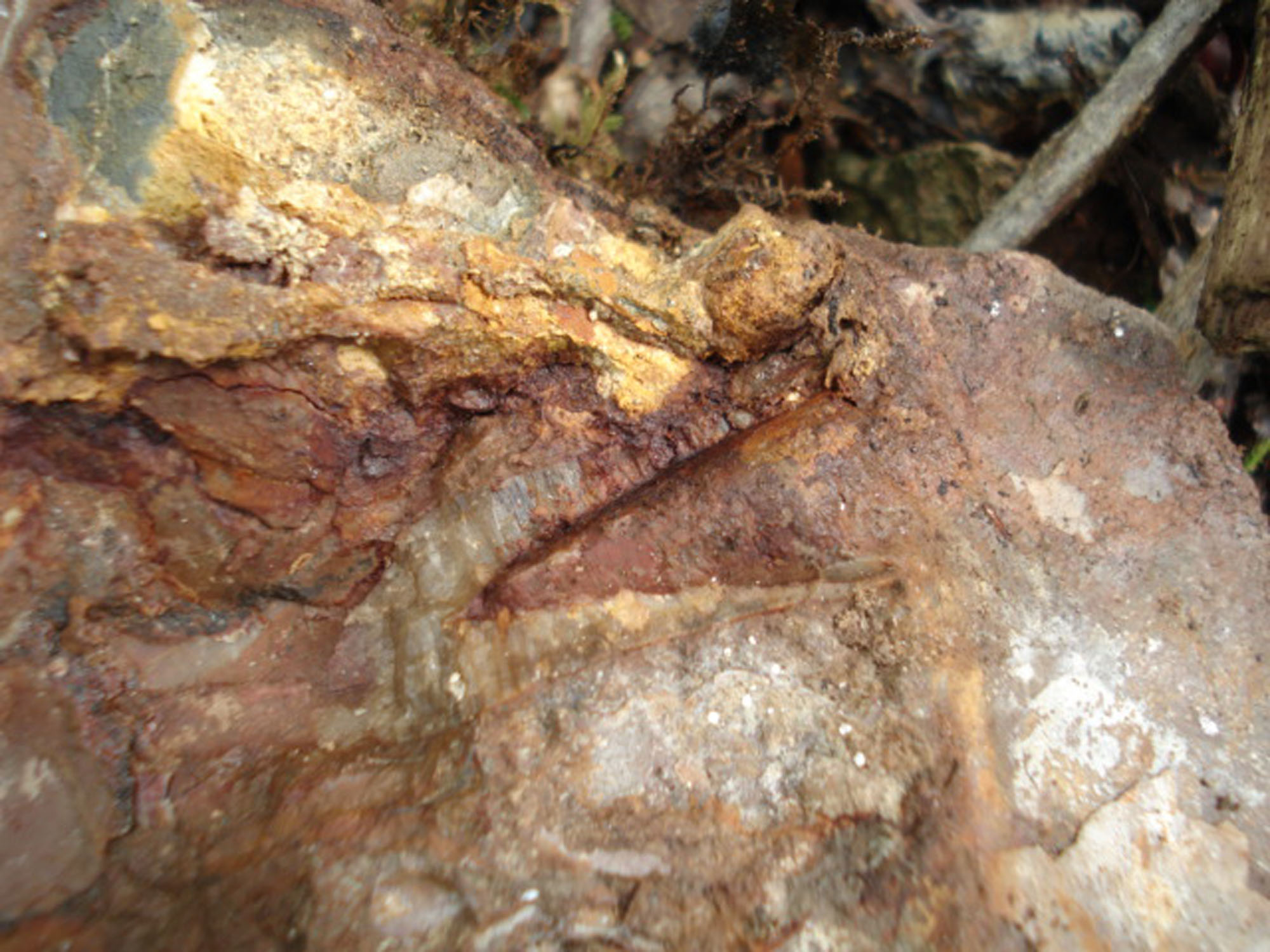 Belemnite cross section – UK Fossil Collecting