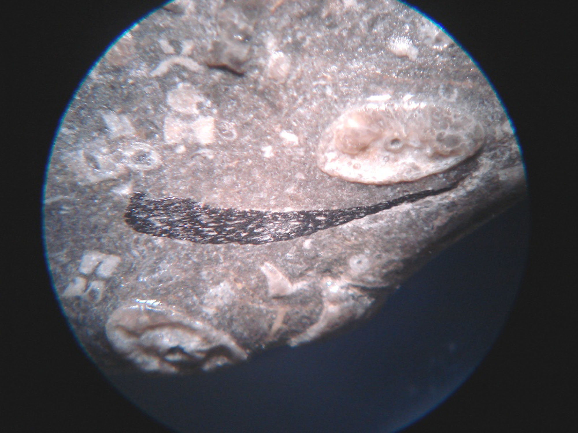 Bone – magnified – UK Fossil Collecting