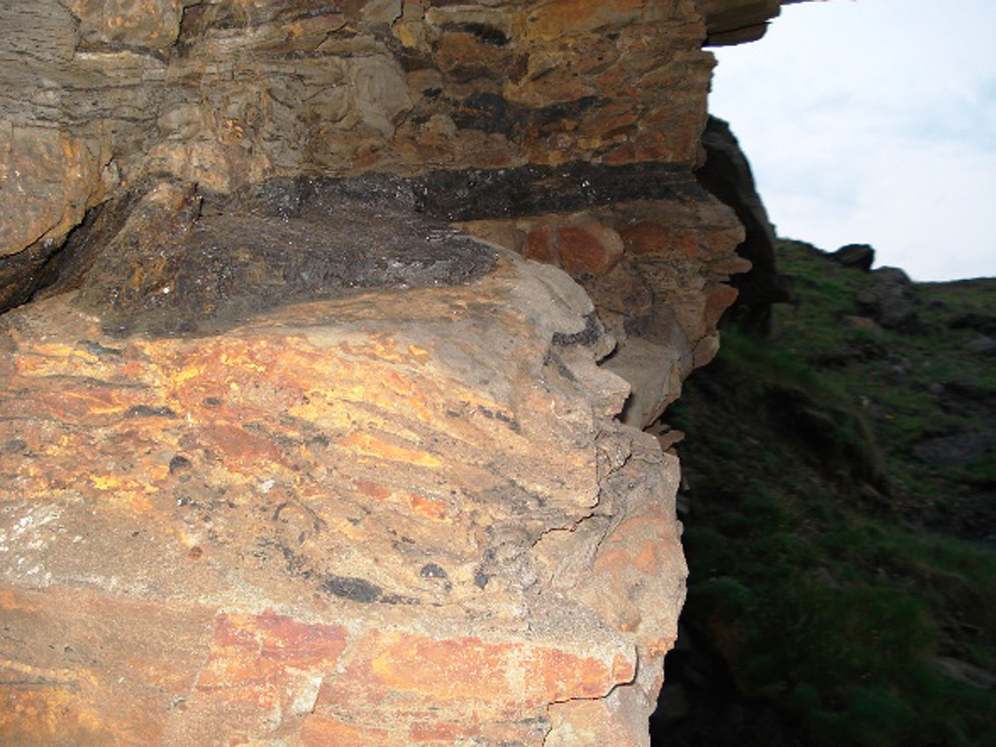 Coal with modern worm tube – UK Fossil Collecting