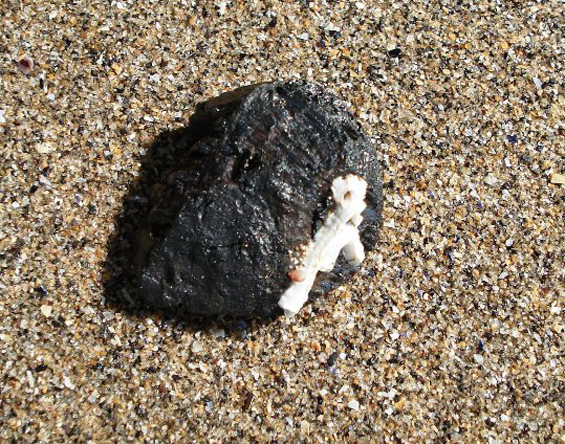 Coal with modern worm tube – UK Fossil Collecting