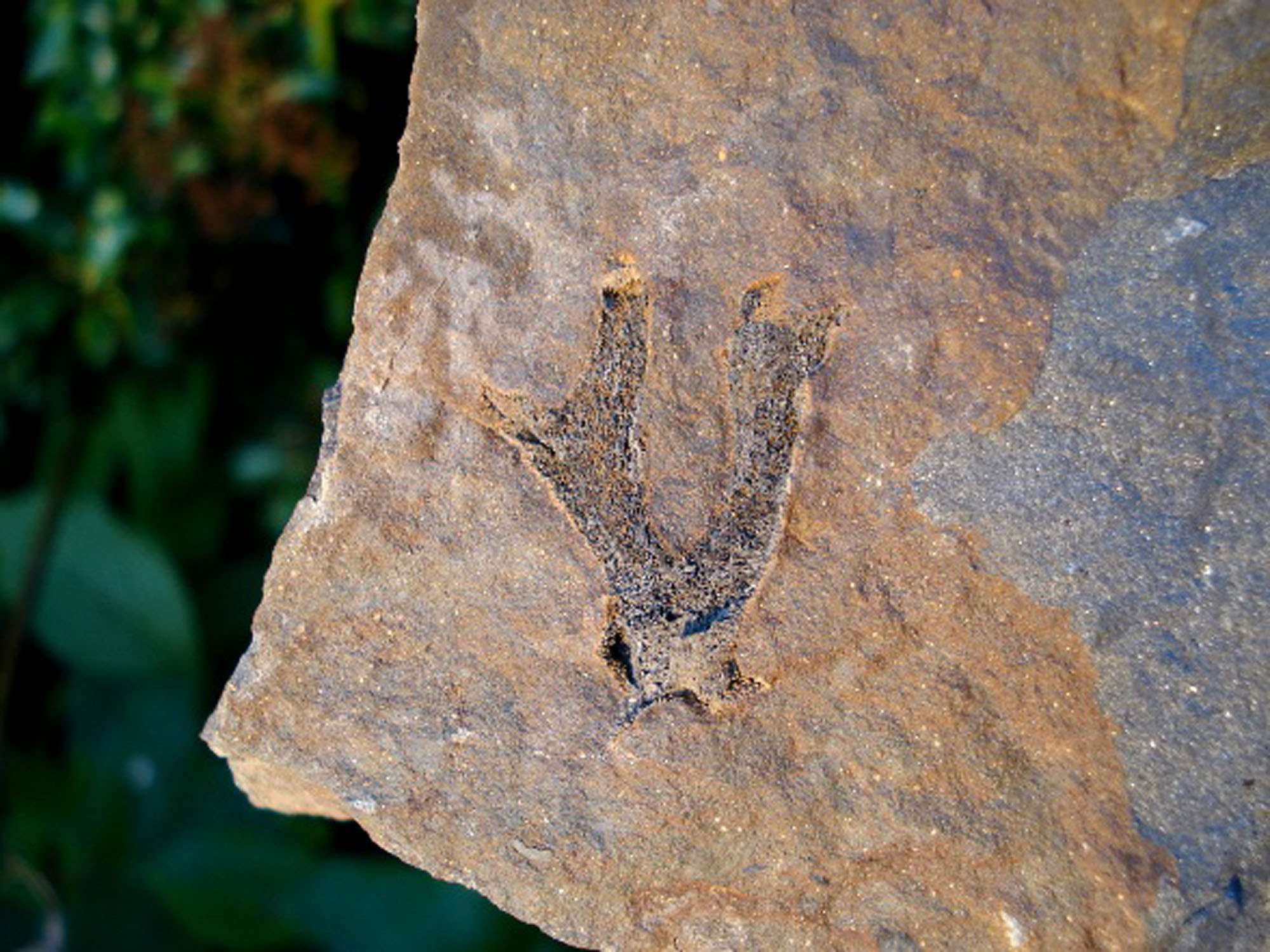 Coral – Amphispongia oblonga – UK Fossil Collecting