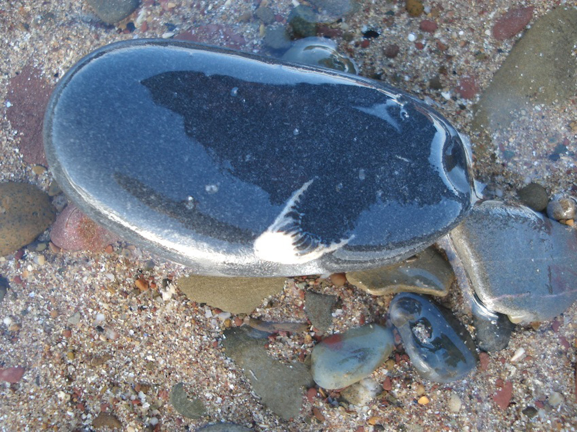 Coral pebble – UK Fossil Collecting