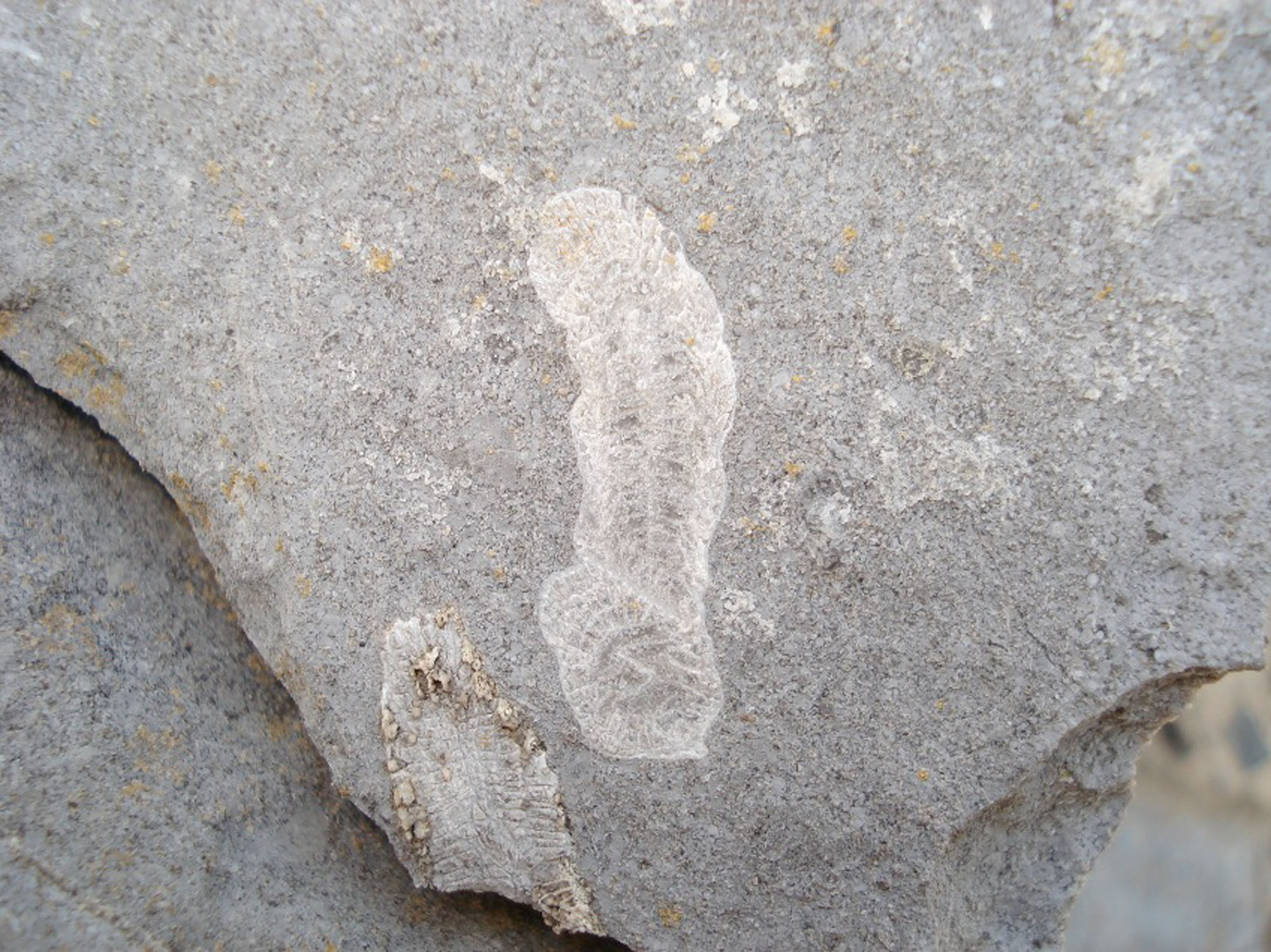 Corals in pebbles – UK Fossil Collecting