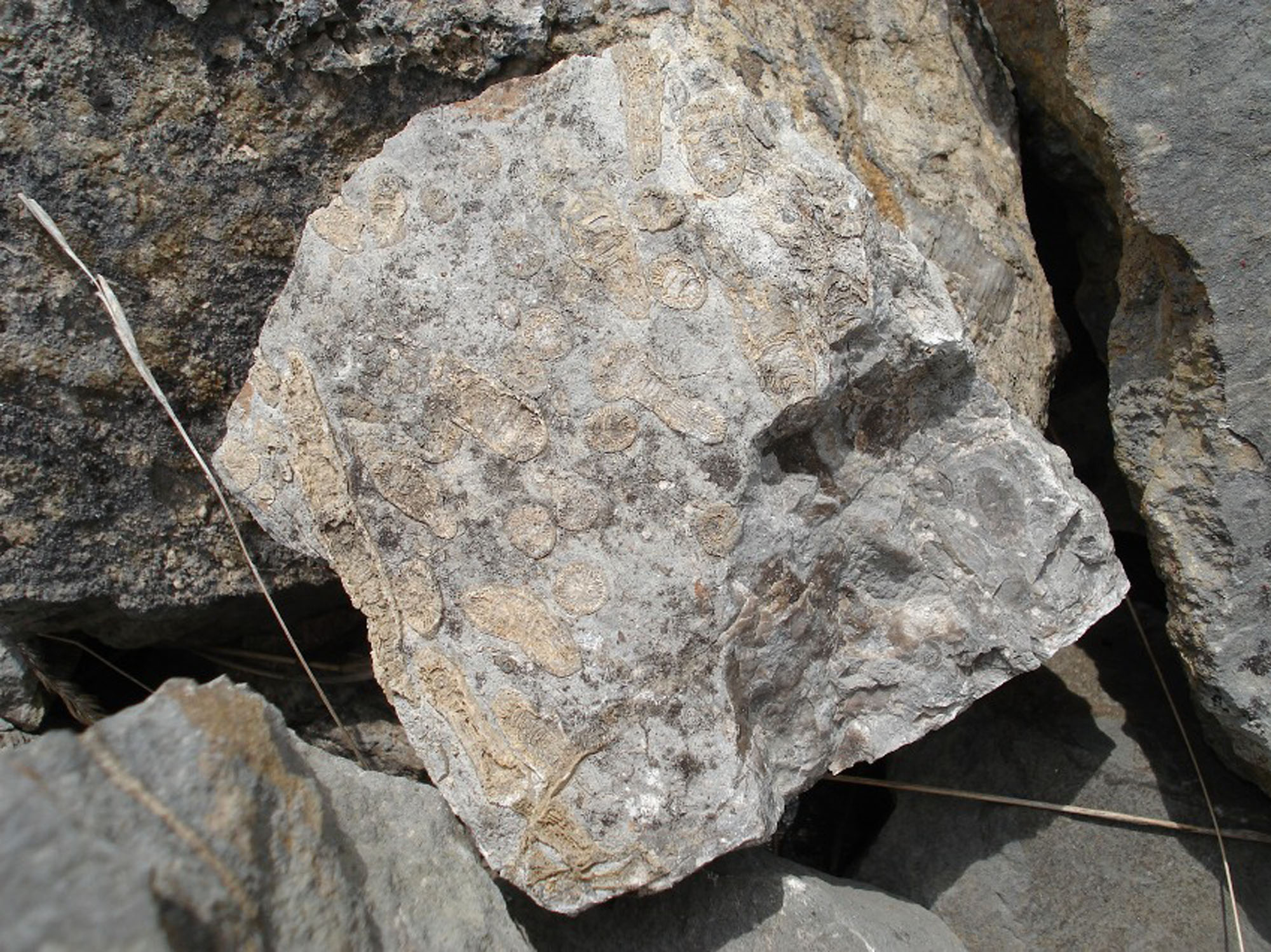 Coral and brachiopods weathering out of limestone – UK Fossil Collecting