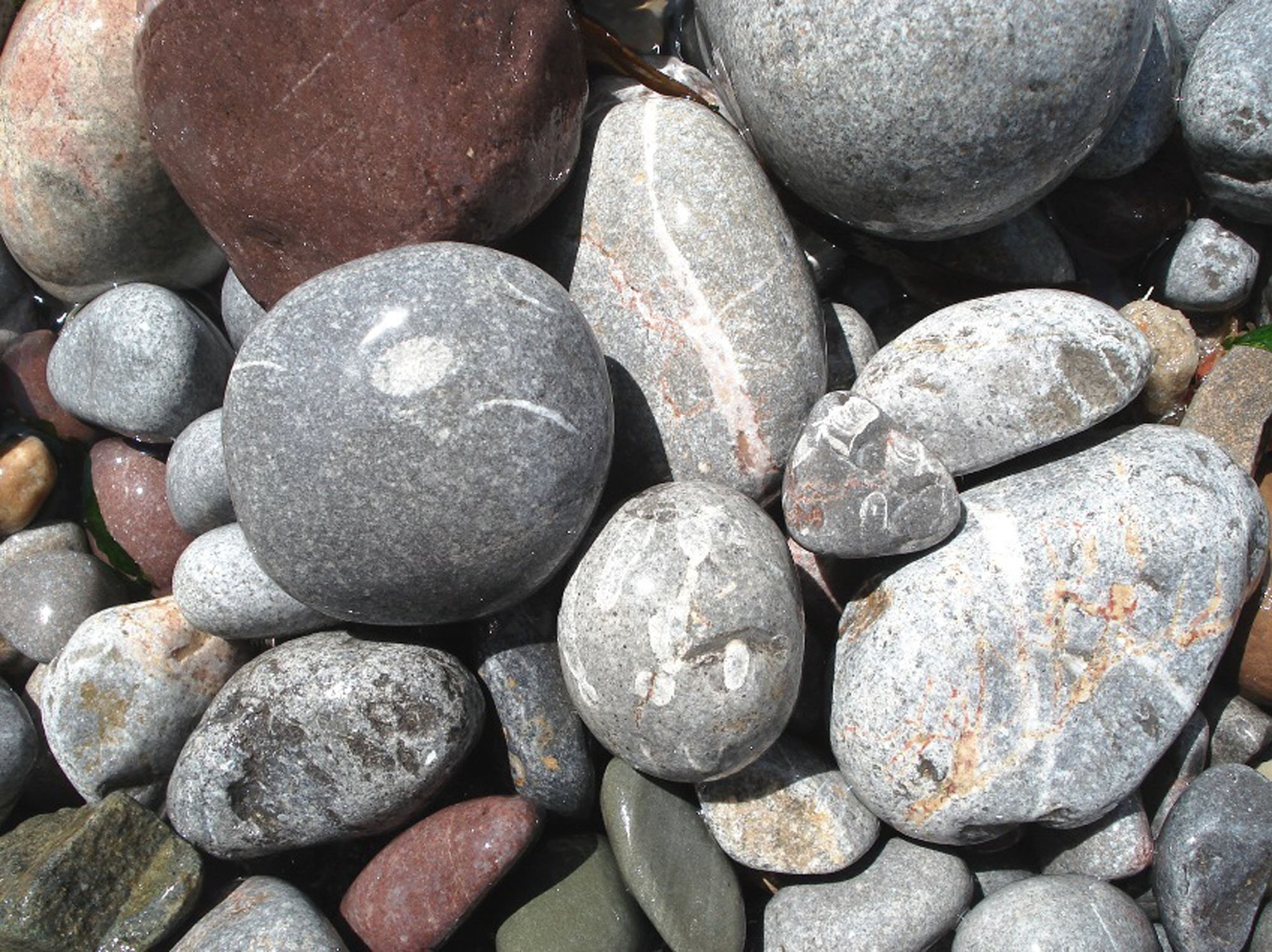 Corals in pebbles – UK Fossil Collecting