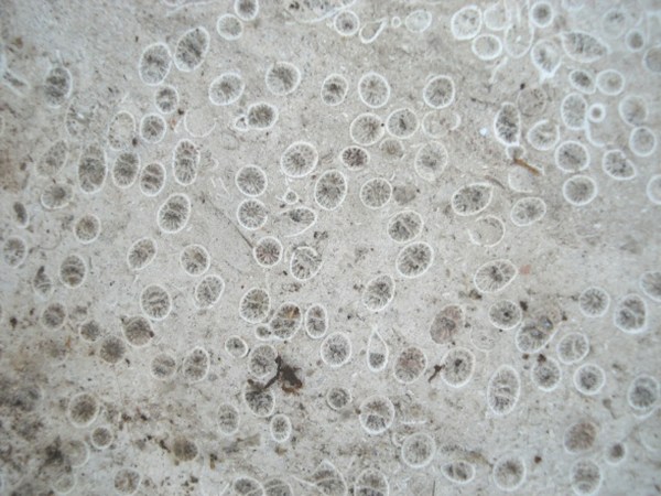 Corals – Lithostrotion junceum – UK Fossil Collecting