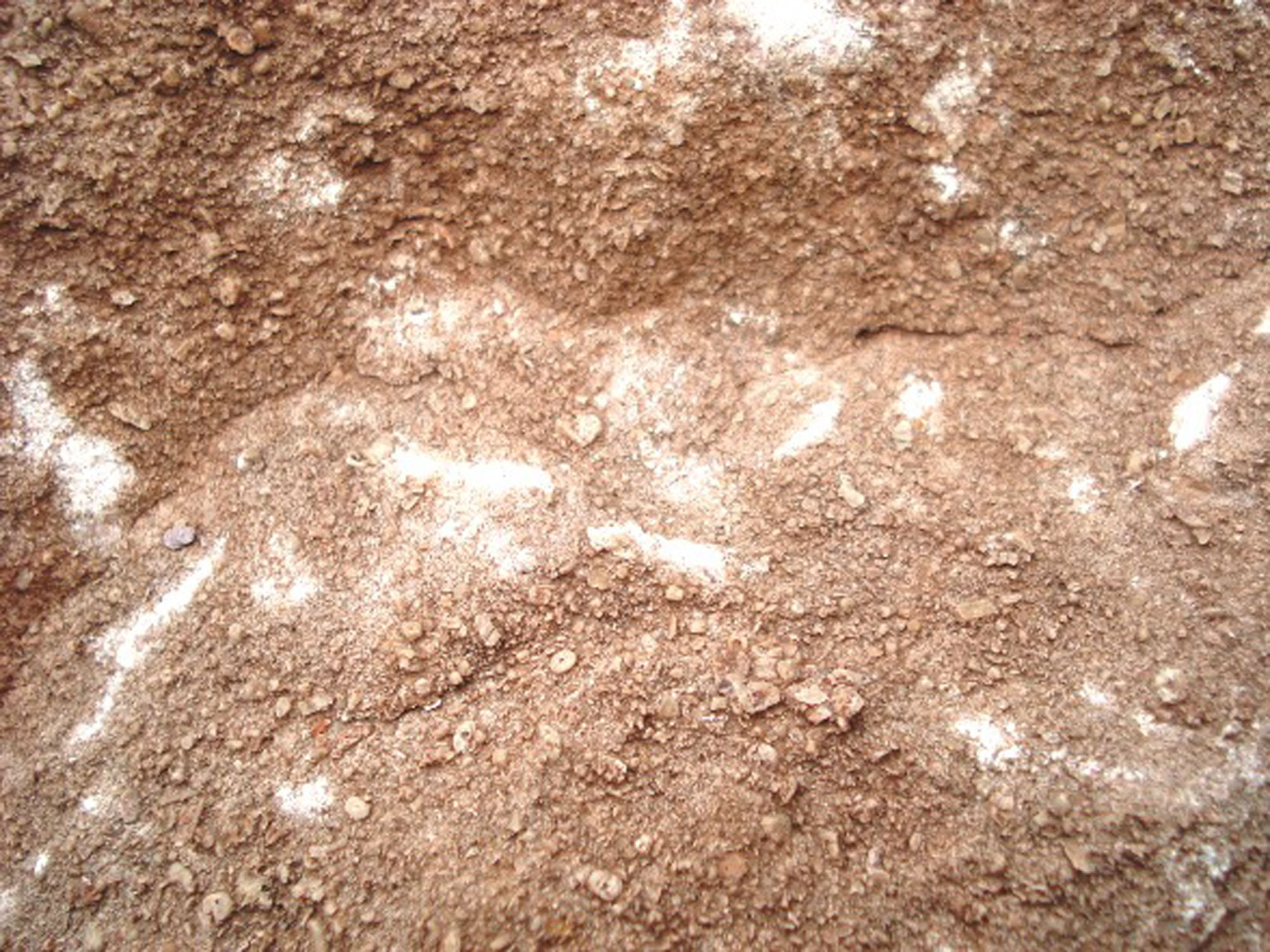 Crinoid fossils weathering out of limestone – UK Fossil Collecting