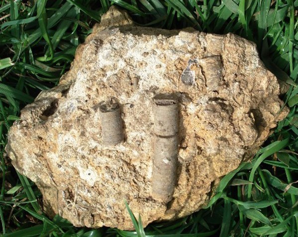 Crinoid stem – UK Fossil Collecting