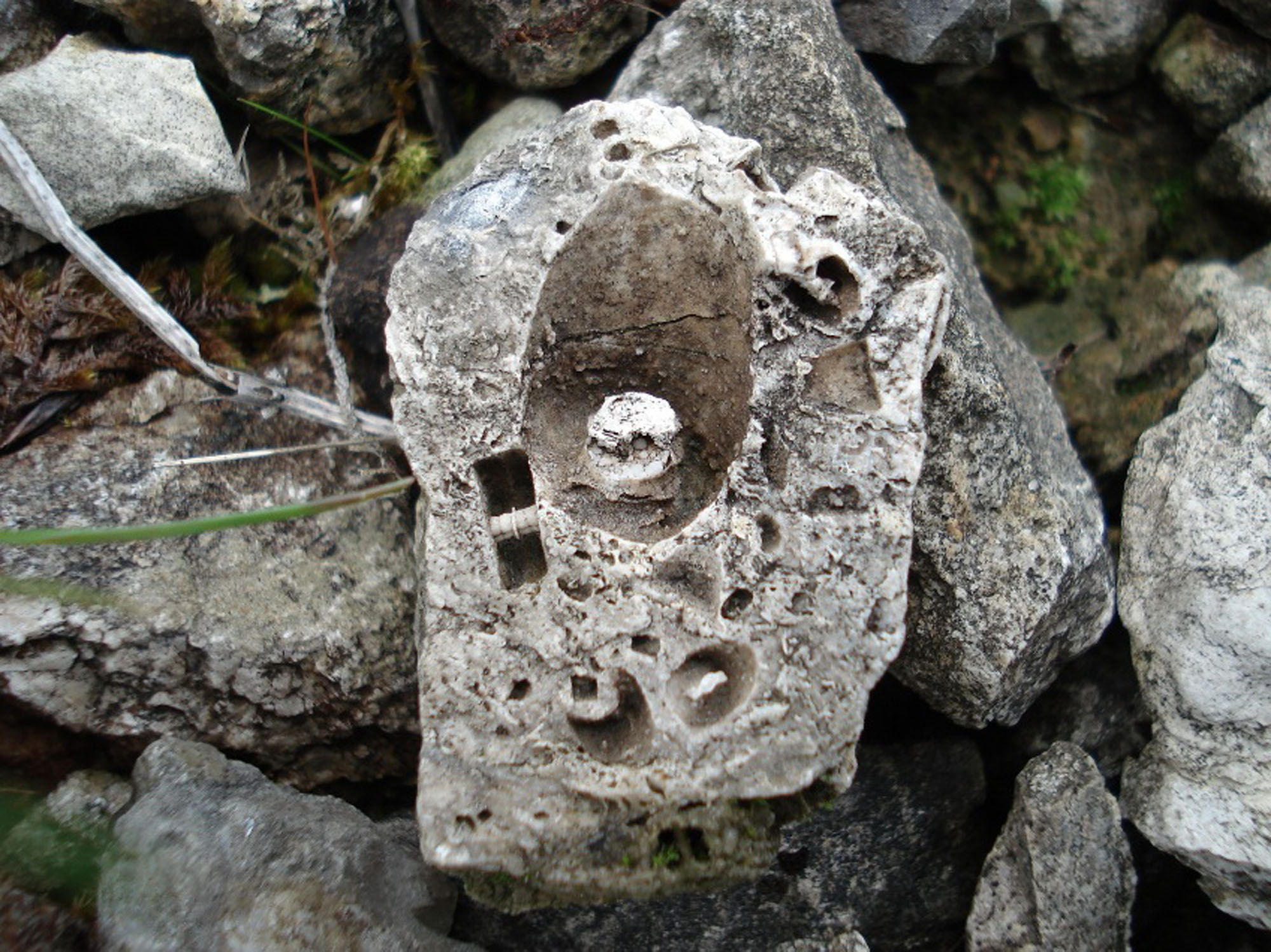 Crinoid stem piece caset in chert – UK Fossil Collecting