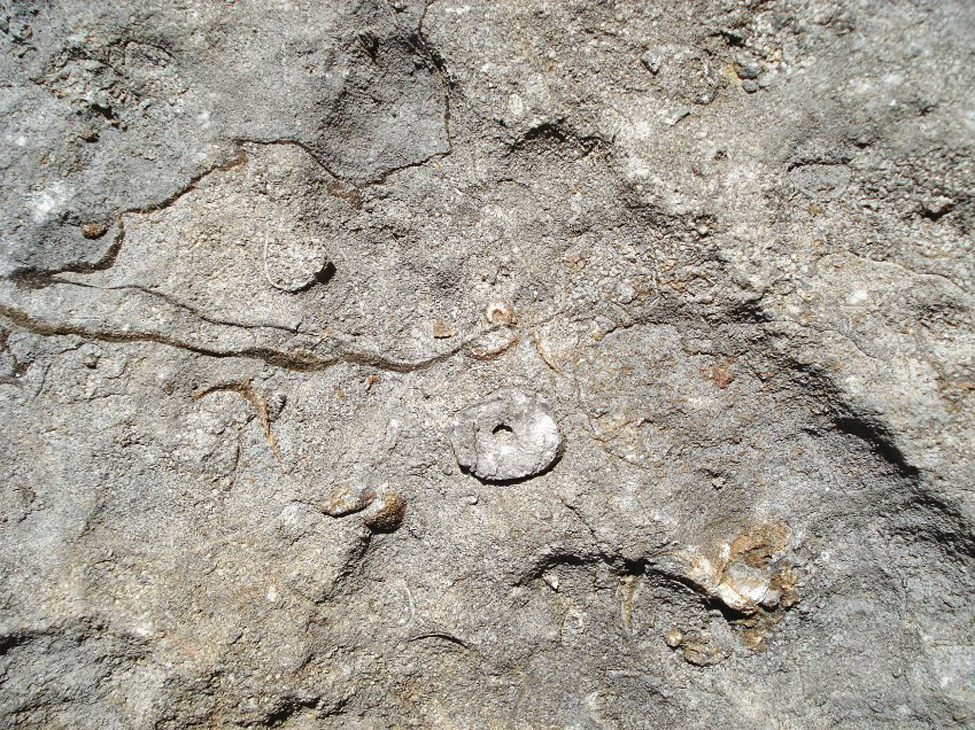 Crinoidal limestone pebble – UK Fossil Collecting