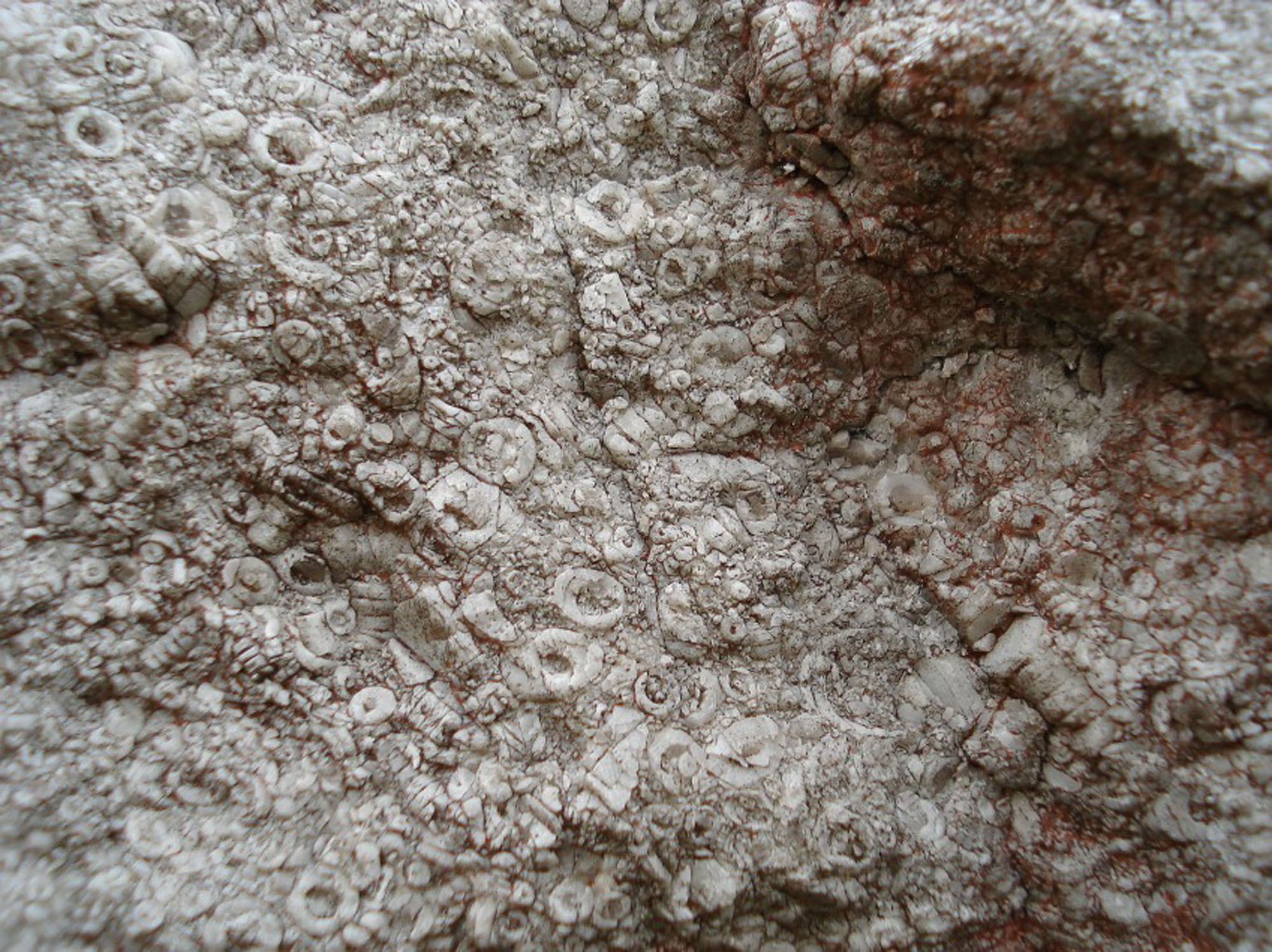 Crinoidal limestone – UK Fossil Collecting
