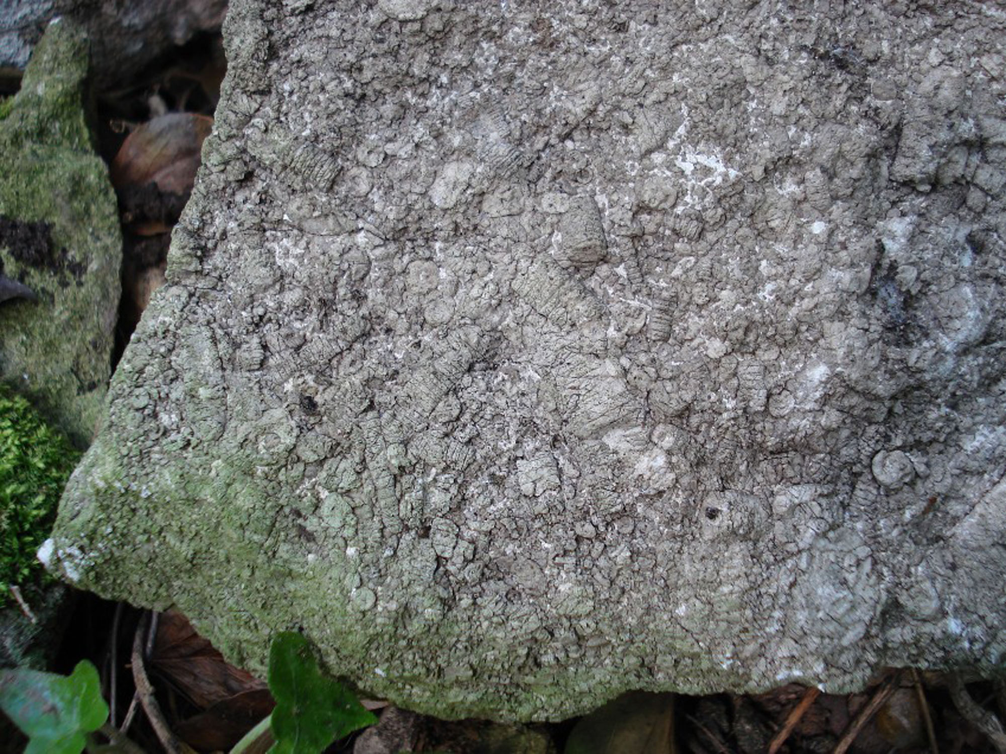 Crinoidal limestone – UK Fossil Collecting