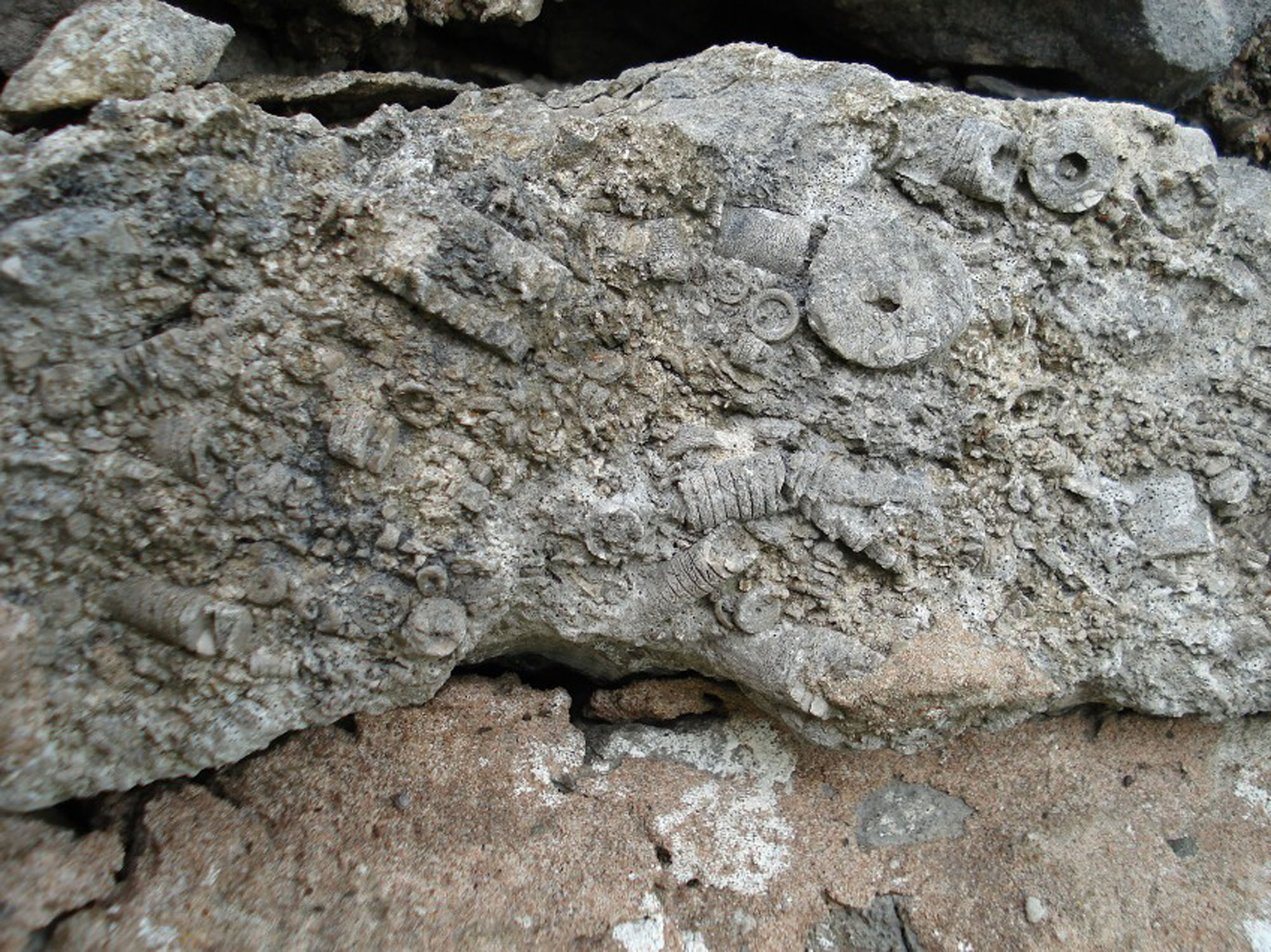 Crinoidal limestone – UK Fossil Collecting