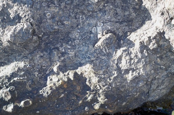 Crinoidal limestone – UK Fossil Collecting