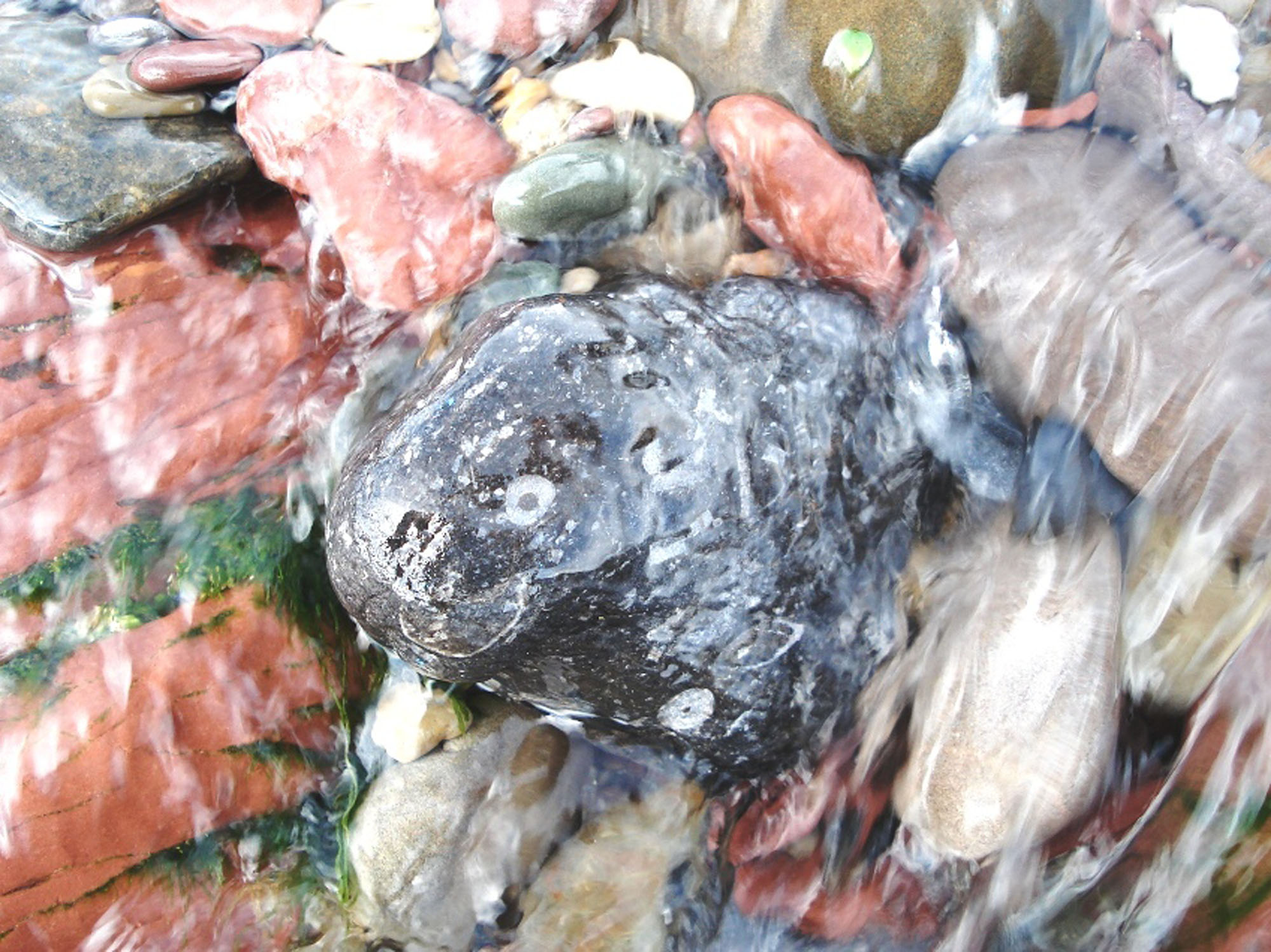 Crinoidal limestone in stream – UK Fossil Collecting